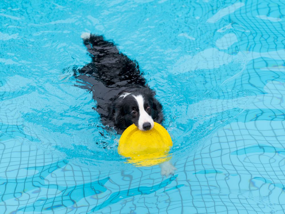 Nova onda de calor no Brasil: Confira mitos e verdades sobre o cuidado com pets - Portal do Dog