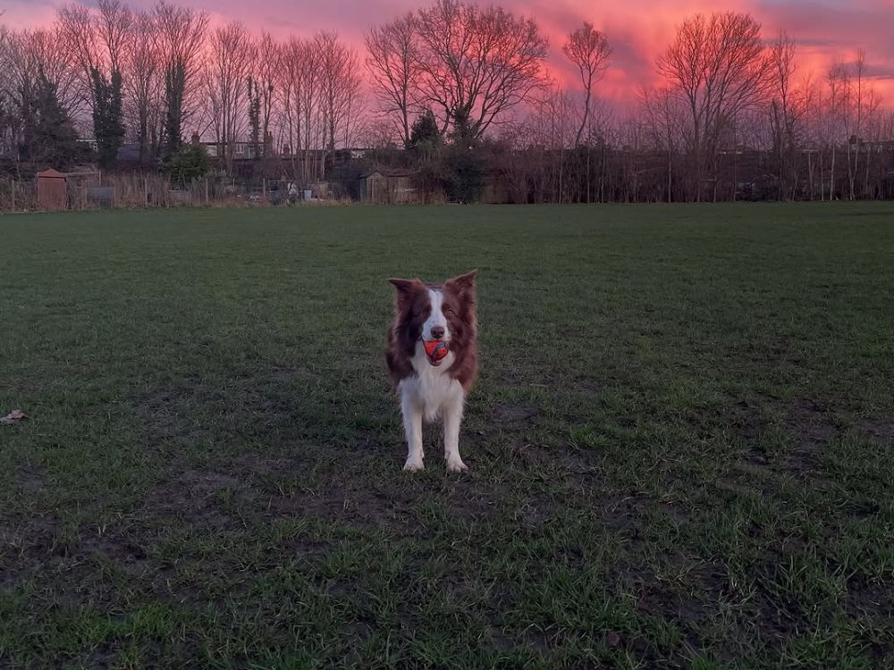 Conheça a cachorra superdotada que conhece mais de 200 palavras ...