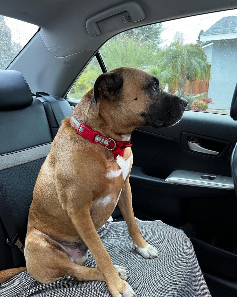 Isabela Merced adota cão de três patas e inspira com amor pelos animais ...